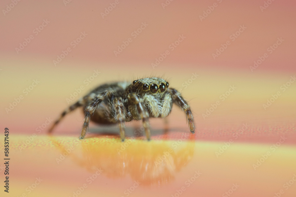 Artistic close ups of a jumping spider or Salticidae, a common spider ...