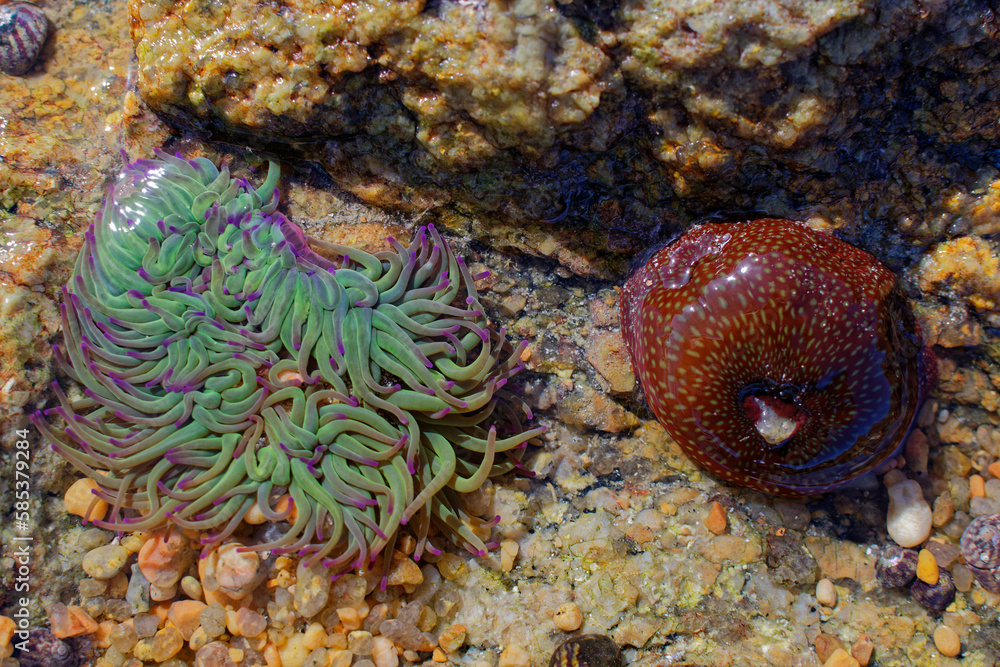 anémone de mer sur la plage de l'ile renote - tregastel - bretagne ...