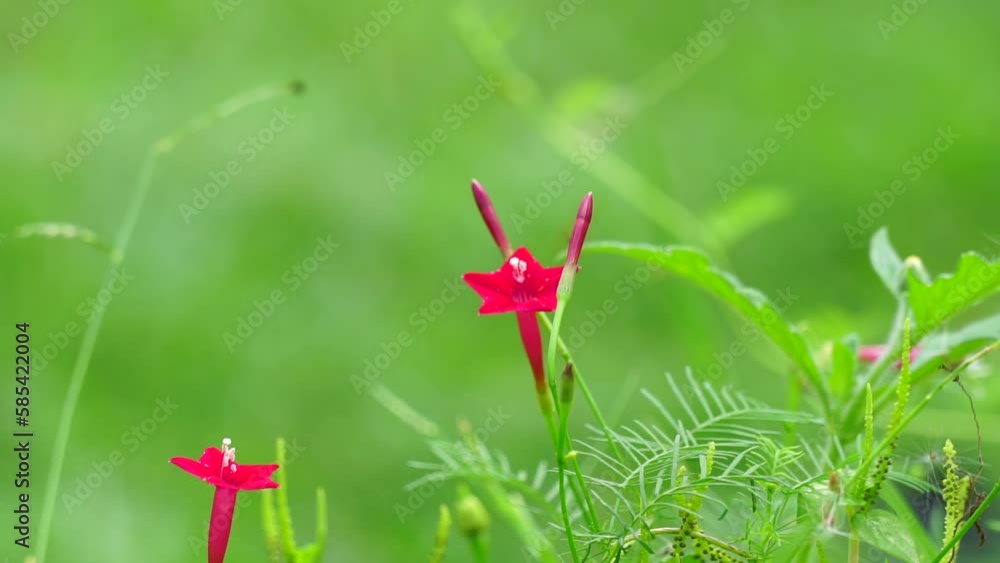 Ipomoea quamoclit (Also calledcypress vine, cypress vine morning glory ...