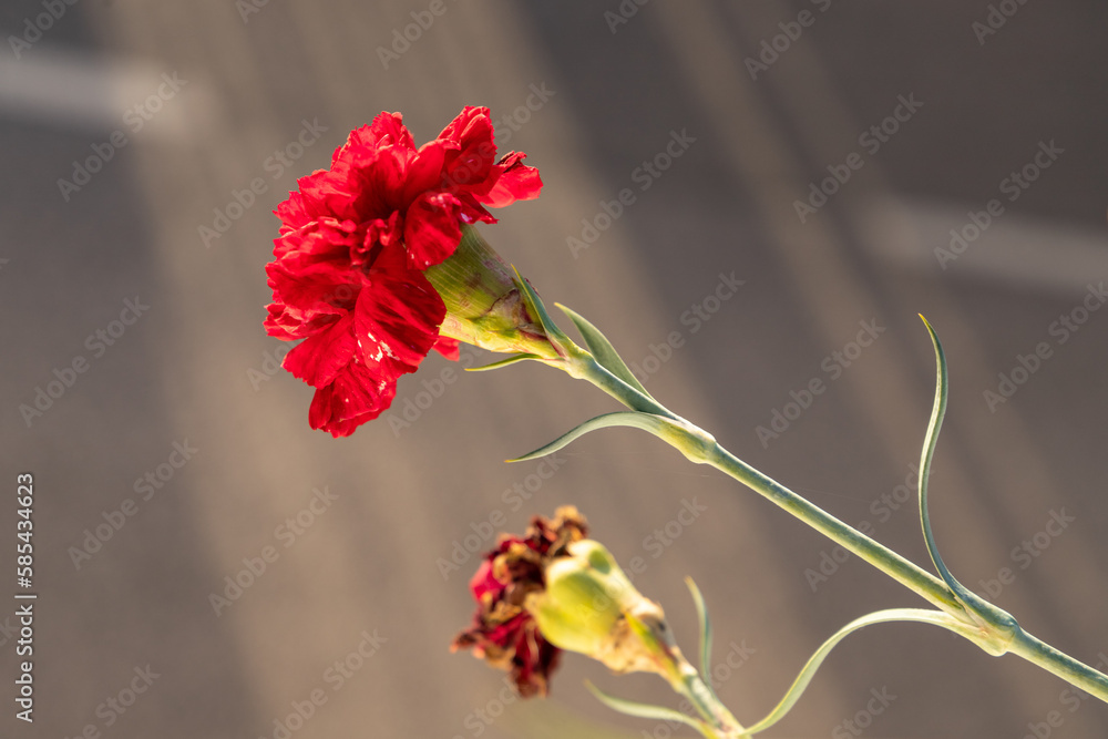 Cravo vermelho símbolo de liberdade e revolução no 25 de abril de 1974 ...