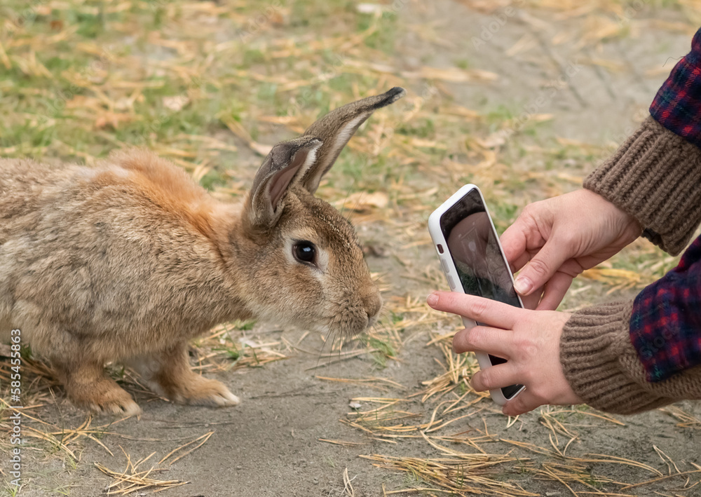 The photographer has fun and takes pictures of the rabbit. A girl ...
