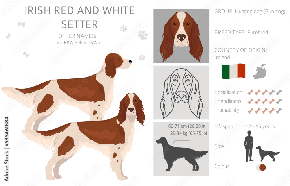 Irish red and white setter clipart. Different poses, coat colors set ...