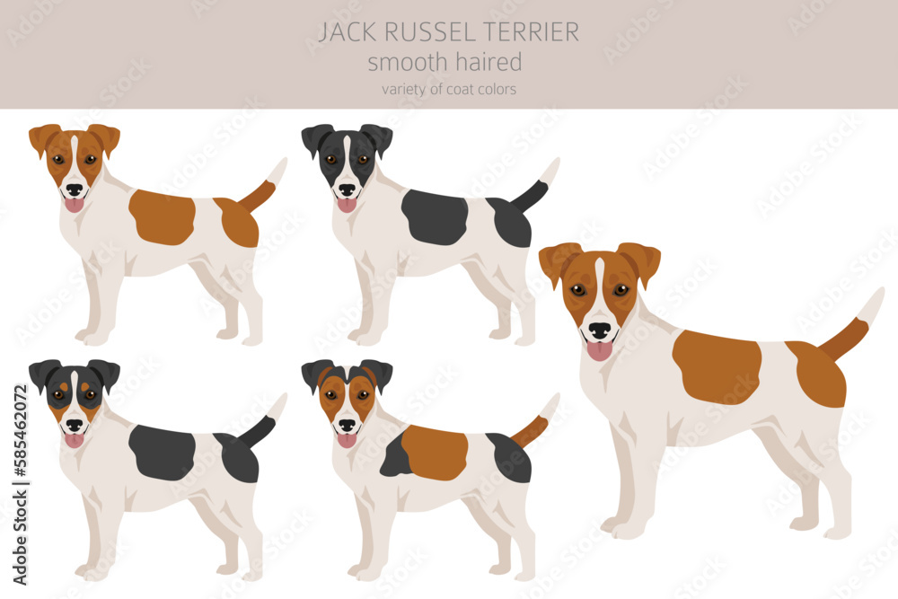 Jack Russel terrier in different poses and coat colors. Smooth coat and ...