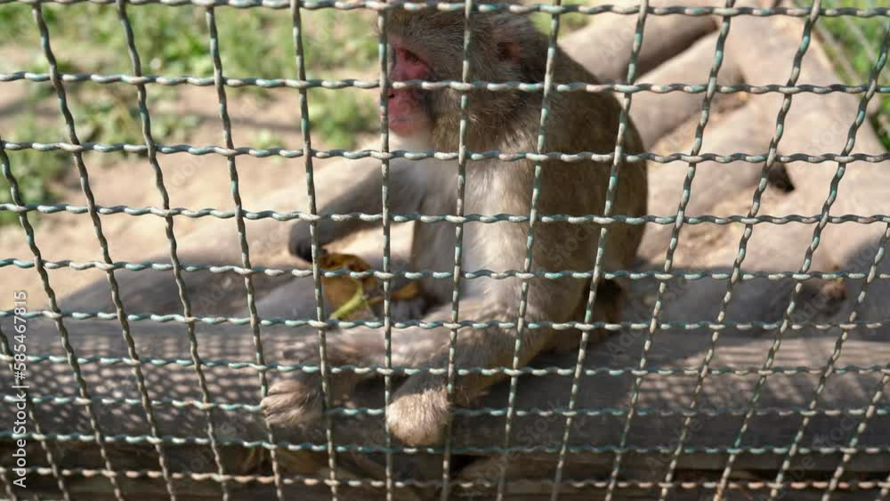 Stockvideon Monkey eats a banana in a zoo cage and then gets up and ...