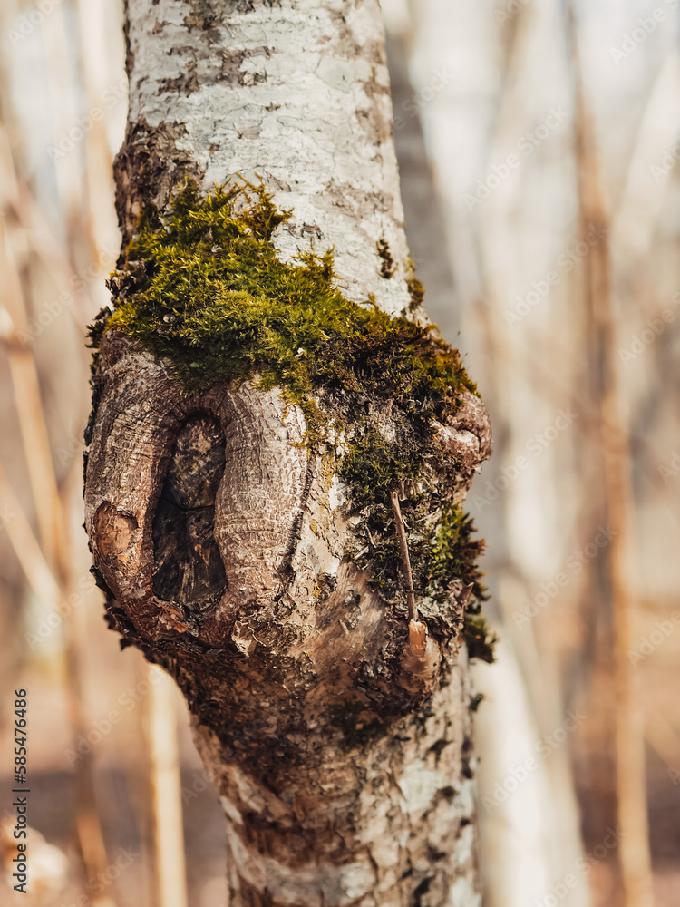 spring, old trees in the forest, the trunk is overgrown with moss and ...