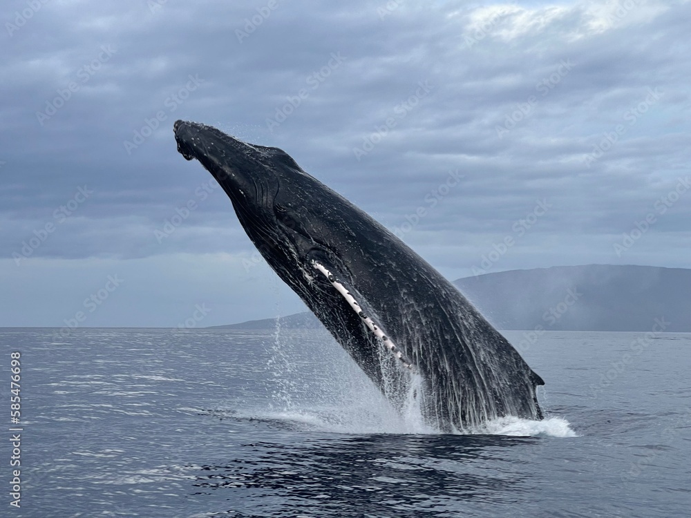 Foto de Incredible Close up of a Breaching Humpback Whale, leaping out ...