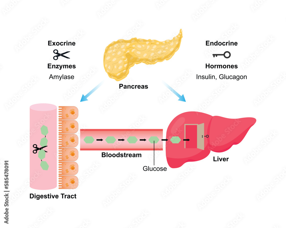 Scientific Designing of Pancreas Function. Vector Illustration. Stock ...