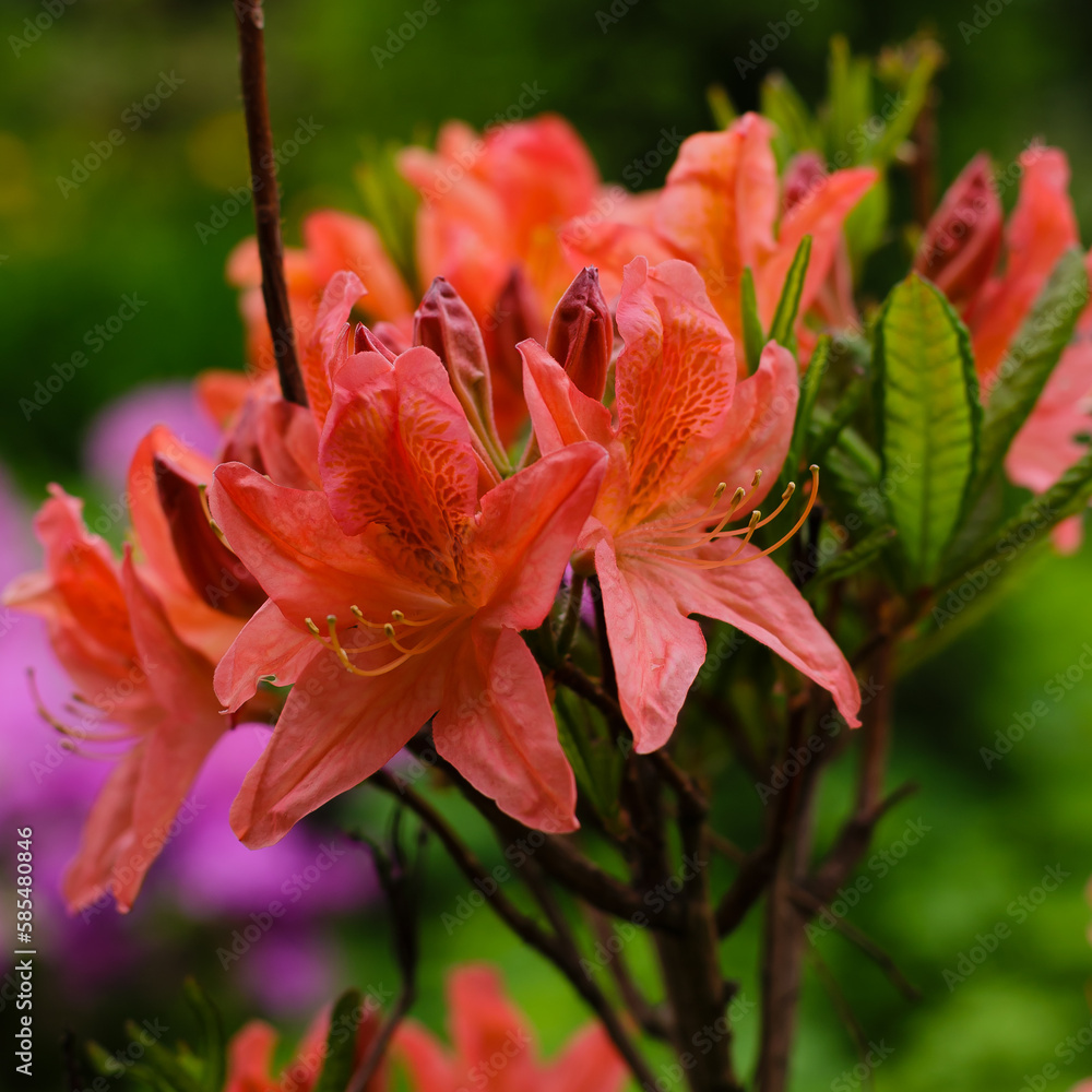 Japanese rhododendron ( lat. Rhododendron molle subsp. japonicum ) is a ...