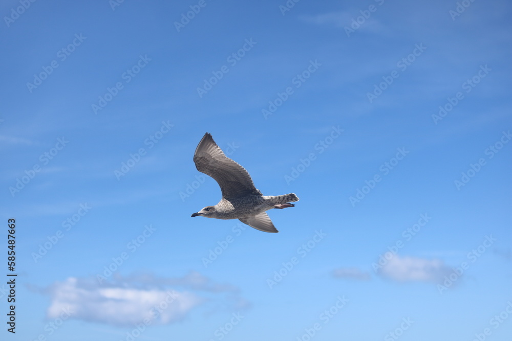 Flying sea gull with wide spread wings on blue sky background and white ...