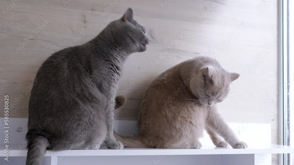 Vidéo Stock Cunning British Fluffy Gray Cat Attacks the Second Cat ...