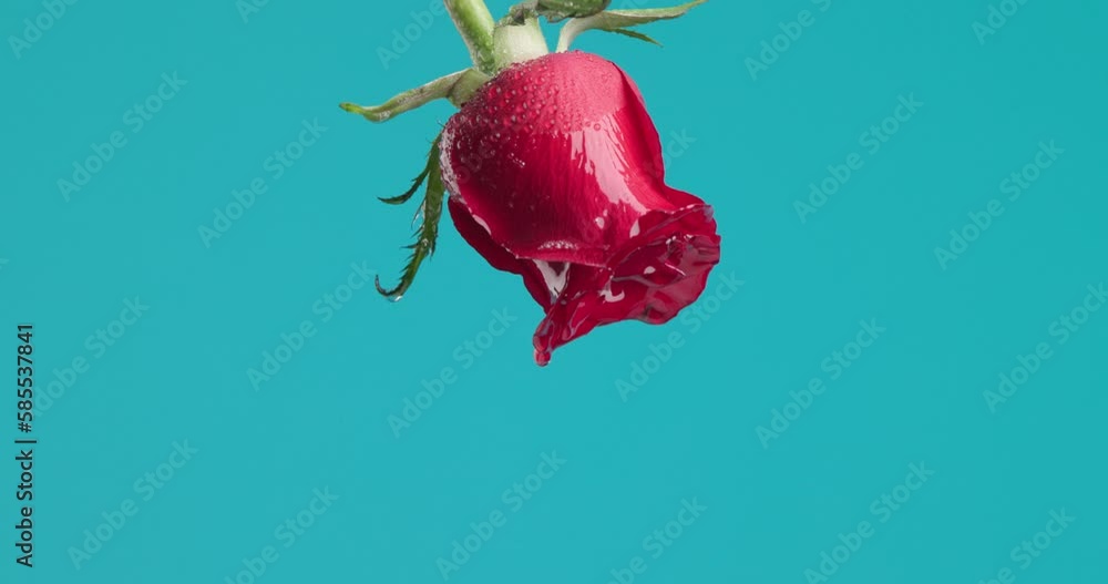 video with still red rose hanging upside down and falling water drops ...