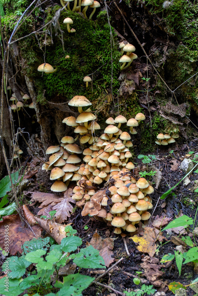 saprophytic fungi are fruit bodies that destroy and infect wood and ...