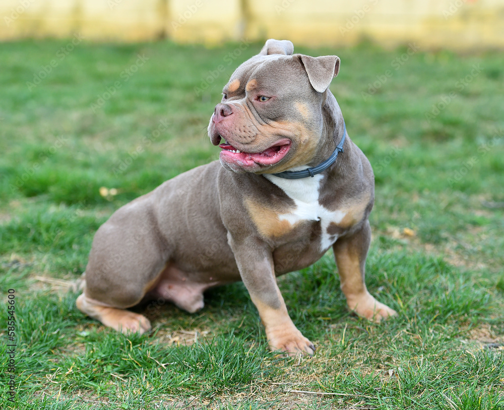 un poderoso perro de raza american bully en un parque foto de Stock ...