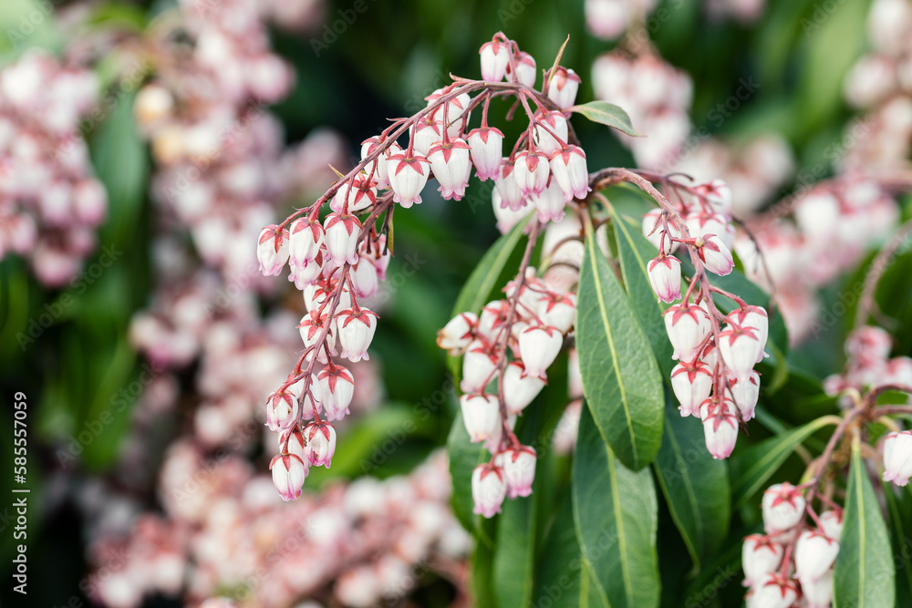 Naklejka Pieris japonica, the Japanese andromeda or Japanese pieris ...