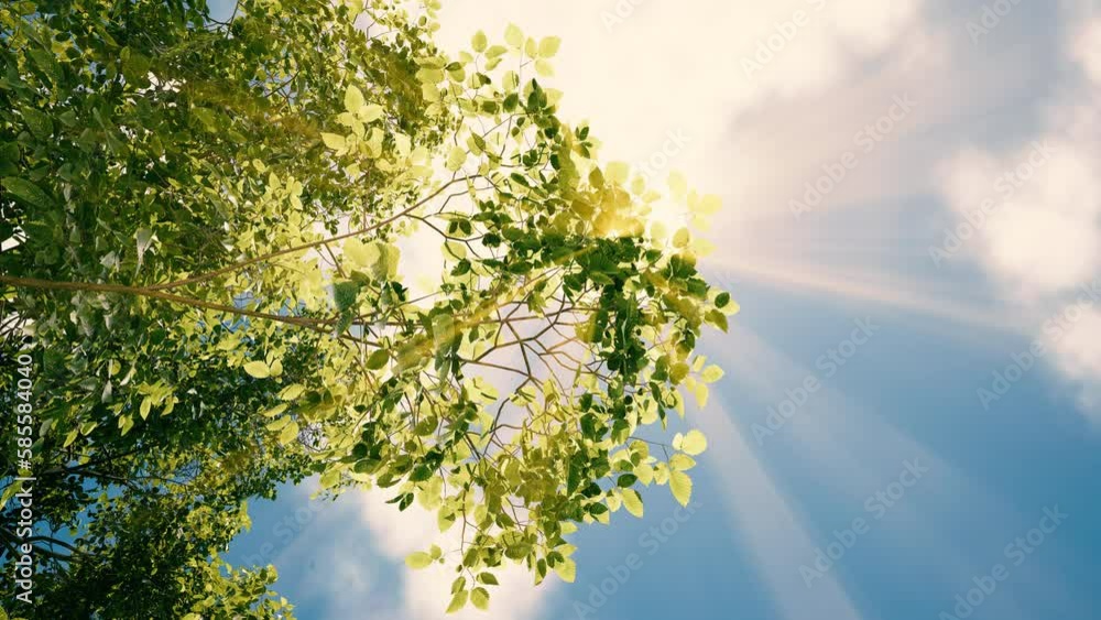 Vidéo Stock sun shining through a tree. view from the sky under a tree ...