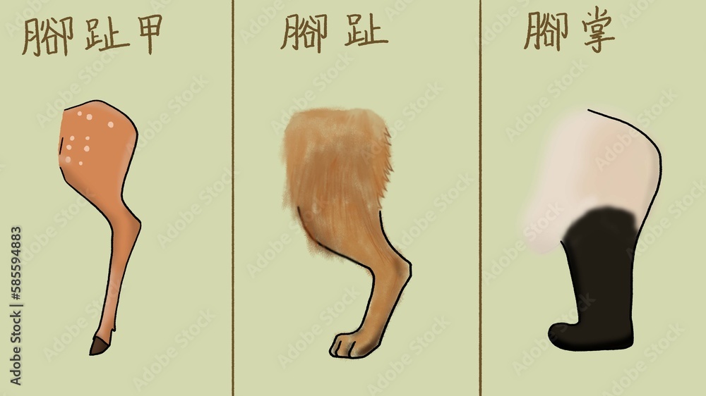 Three types of walking types for land animals, toenails, toes, soles of ...