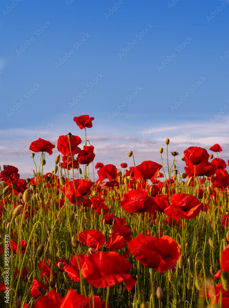 Anzac background. Poppy field, Remembrance day, Memorial in New Zealand ...