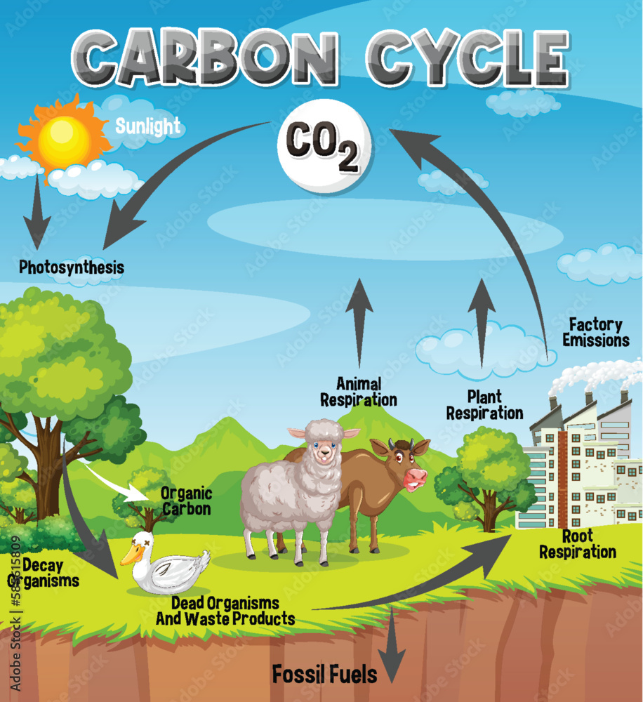 Carbon Cycle Diagram for Science Education Stock Vector | Adobe Stock