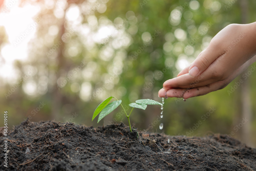 hands holding plant with soil.World environment day and sustainable ...