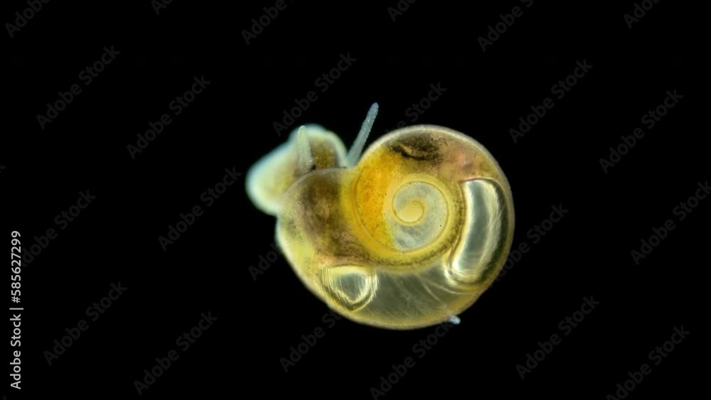 Snail Family Planorbidae under microscope, order Pulmonata. Possibly ...