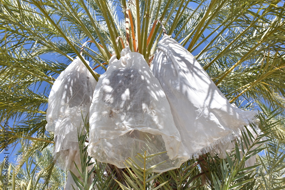 Plantation of date palms at a date farm date palm at China Ranch Date ...