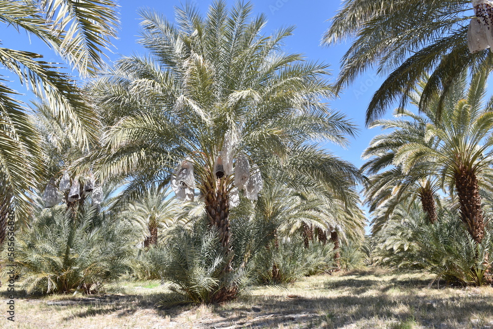 Foto de Plantation of date palms at a date farm date palm at China ...