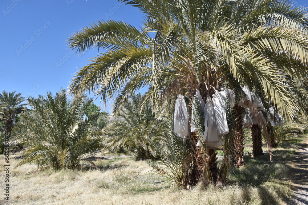 Plantation of date palms at a date farm date palm at China Ranch Date ...