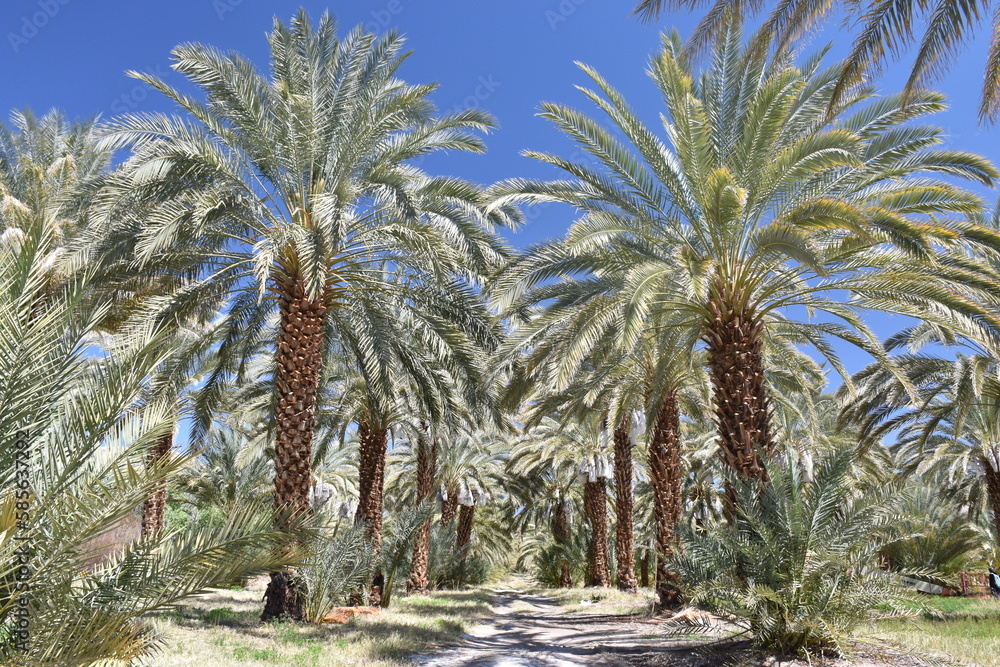 Plantation of date palms at a date farm date palm at China Ranch Date ...