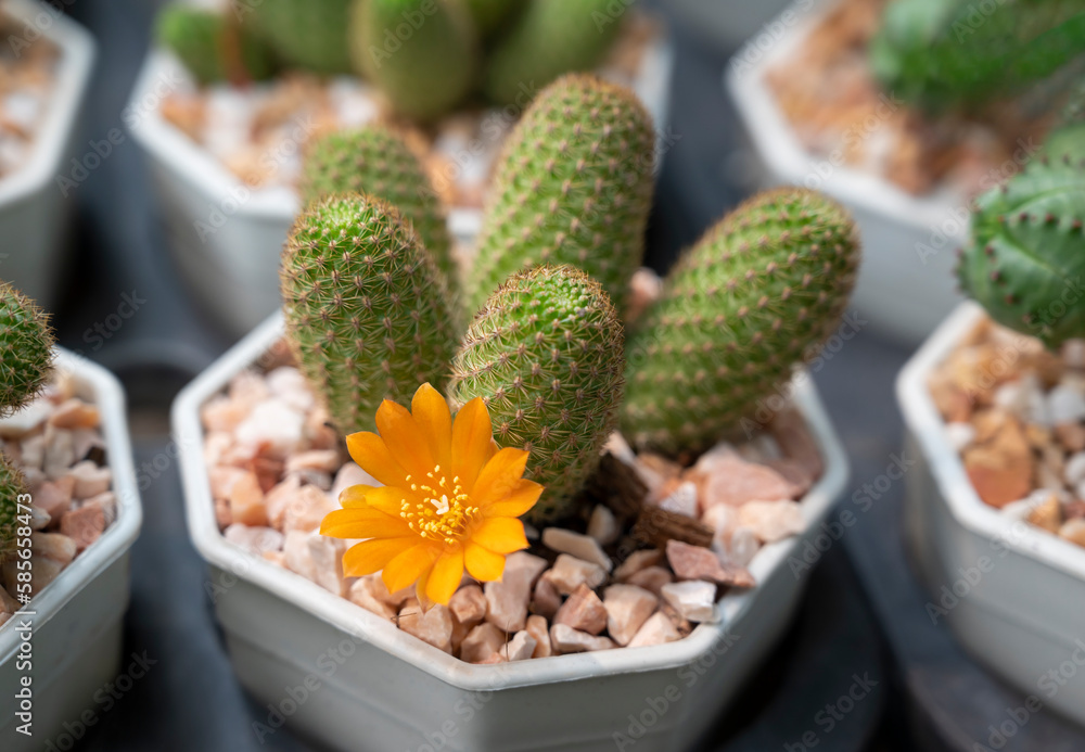 Rebutia cactus with big orange flowers funnel-shaped in white potted ...