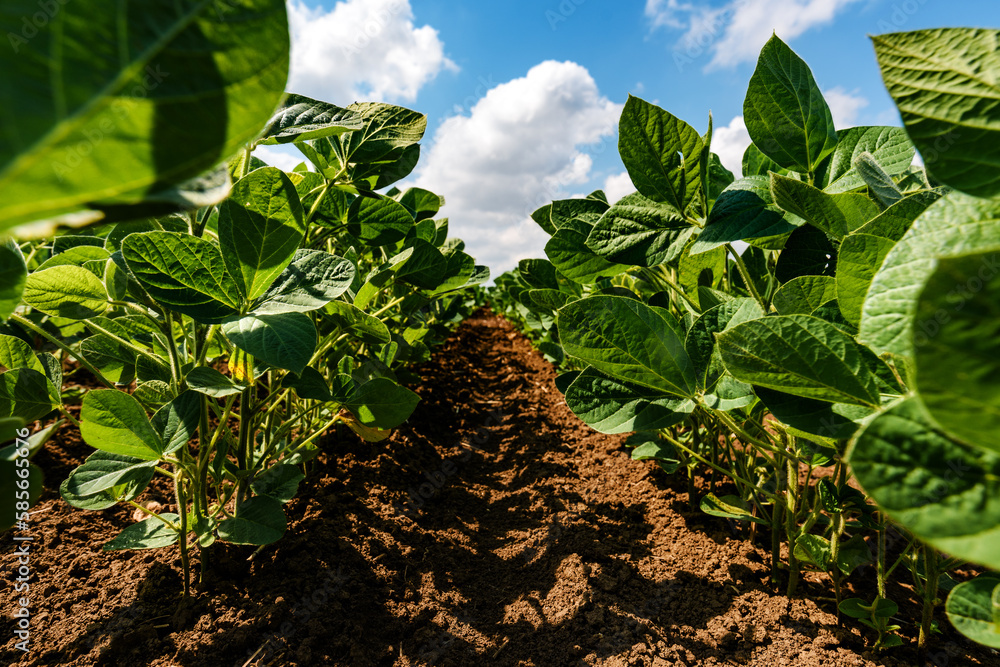 Young green soybean crop seedling plants in cultivated perfectly clean ...