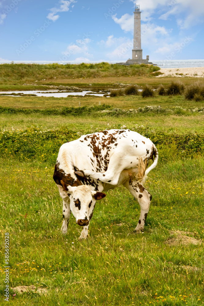 Cotentin. Vaches normandes broutant devant le phare de la Hague ...