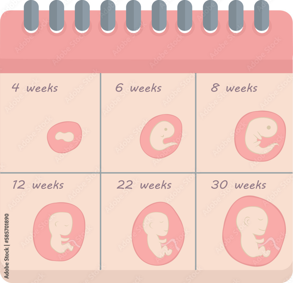 Calendar embryo development in weeks baby toddler vector illustration ...