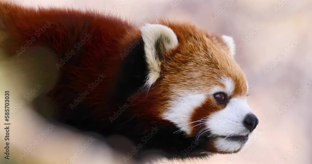 Vidéo Stock A close up to a red panda face. Red panda, also known as ...