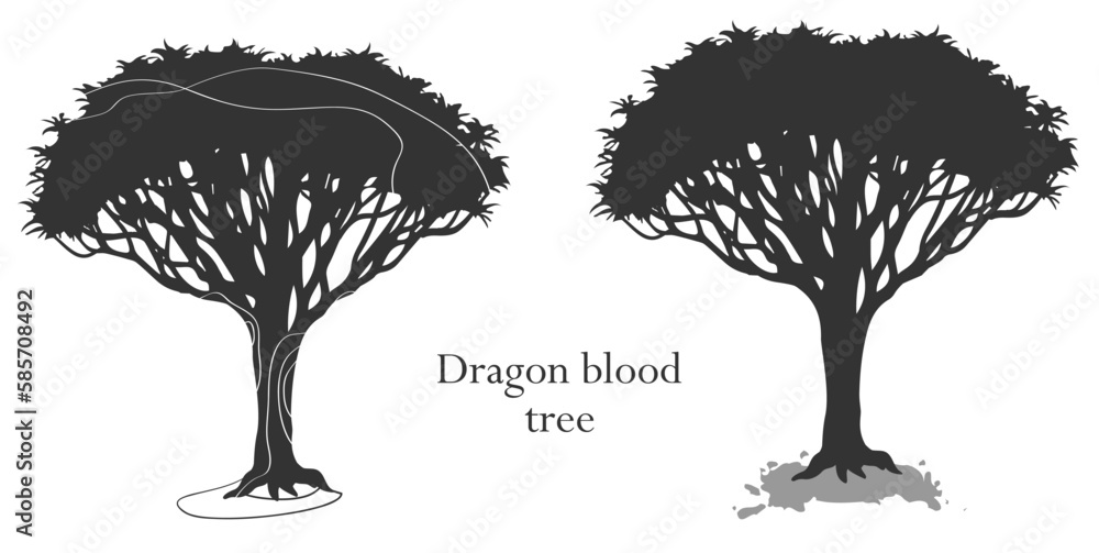 Dragon tree silhouette for your design, vector illustration, isolated ...
