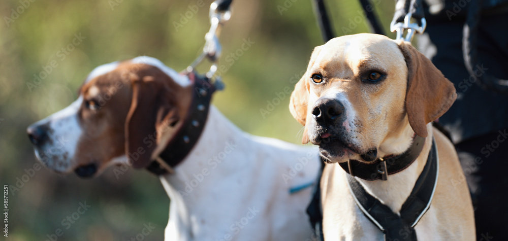 Canicross, bikejoring.Two dogs labrador retriever mushing race, fast ...