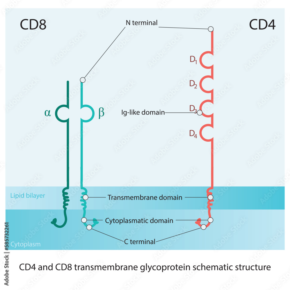 CD4 and CD8 transmembrane glycoprotein schematic structure scientific ...