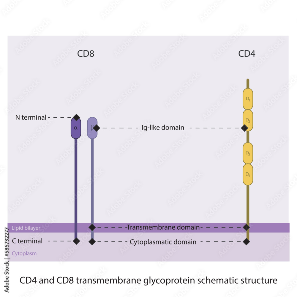 CD4 and CD8 transmembrane glycoprotein schematic structure scientific ...