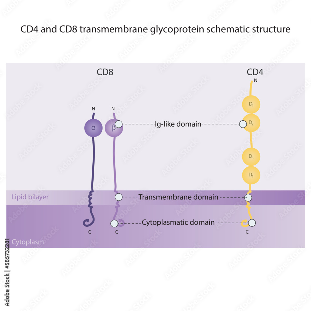 CD4 and CD8 transmembrane glycoprotein schematic structure scientific ...