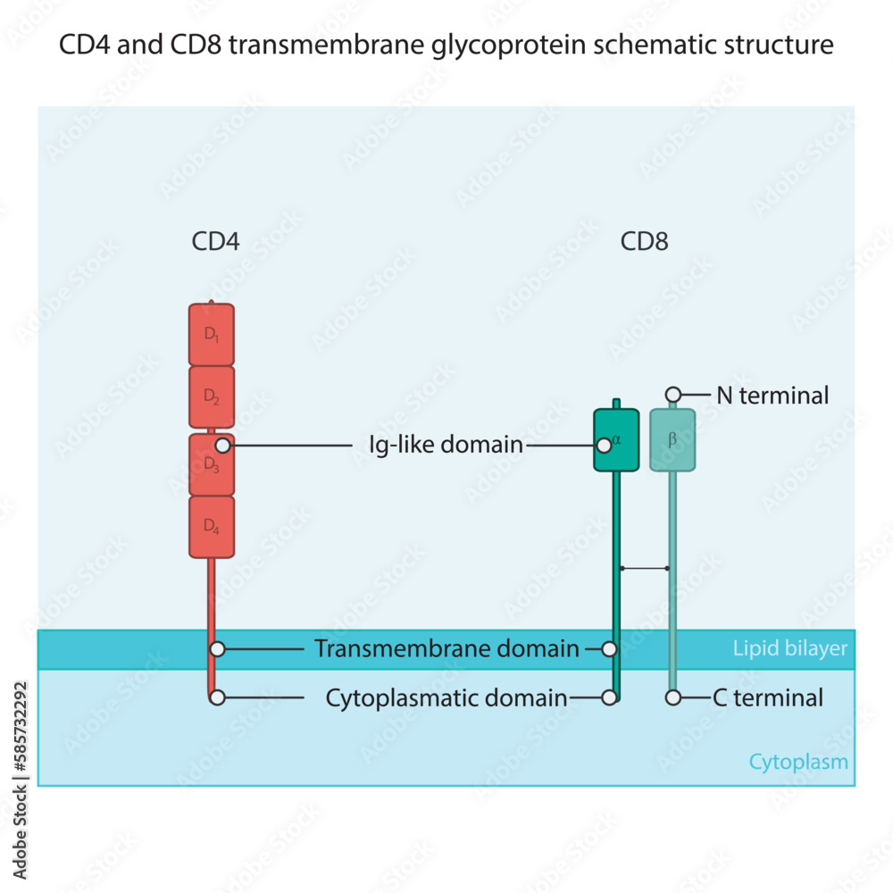 Cd4 And Cd8 Transmembrane Glycoprotein Schematic Structure Scientific