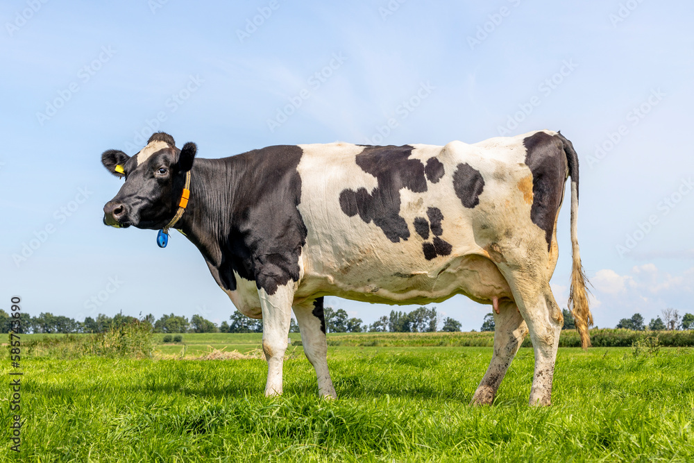 Cow standing full length in side view, Holstein milk cattle black and ...