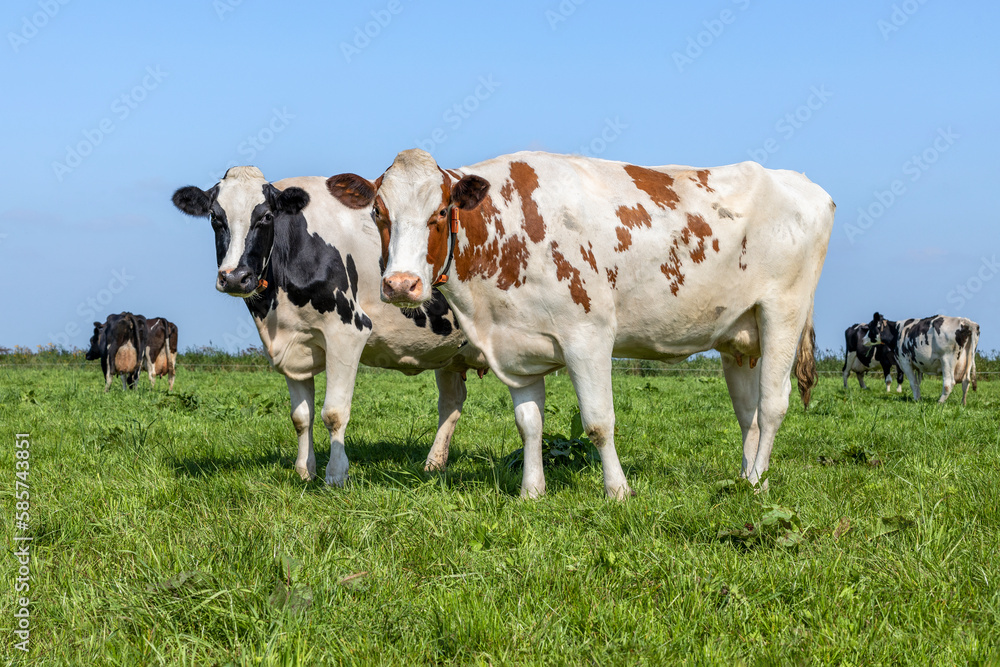 Two cows in a field, side view diversity colors, standing full length ...