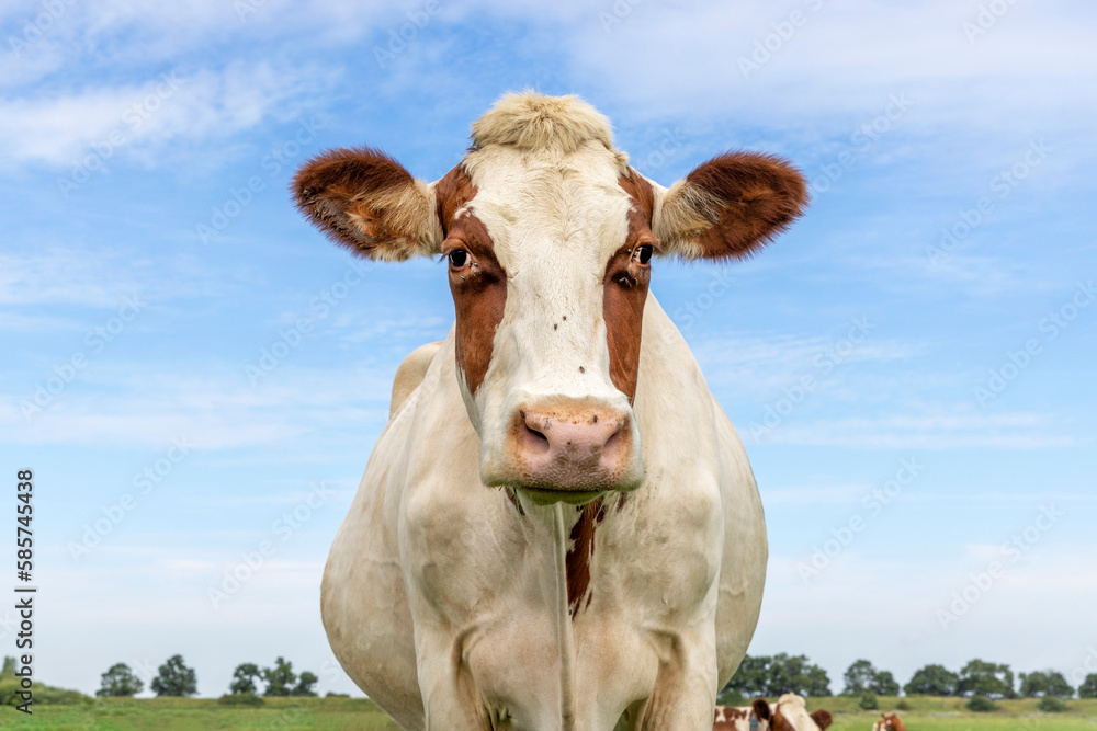 Lovely cow face looking in front view, flies on the nose, red and white ...