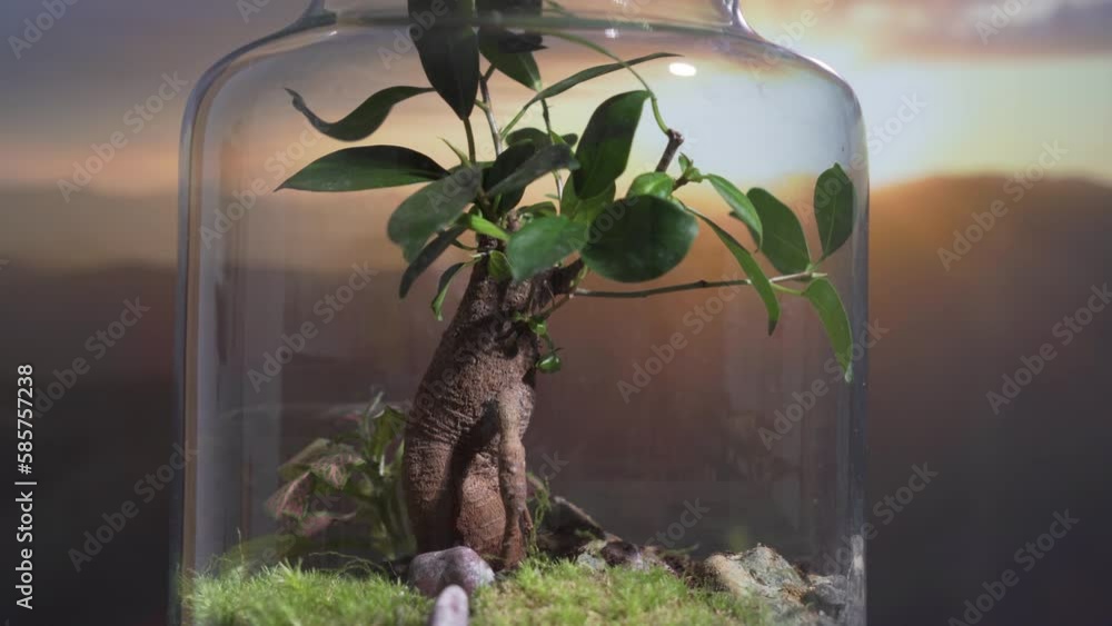 Discover the intricate world of an ecosystem in a jar with this ...