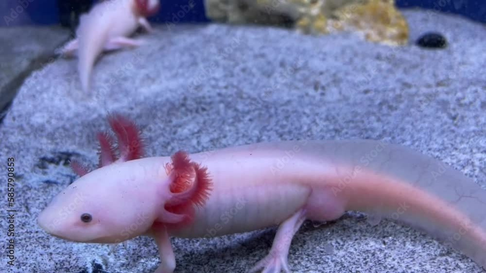 Ein Axolotl im Aquarium. Der Axolotl ist ein aquatil lebender ...