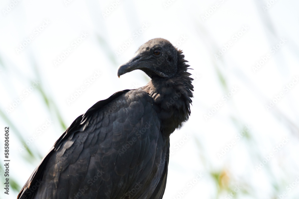 Bird Black Vulture - gallinazo de cabeza negra - Zopilote negro Stock ...
