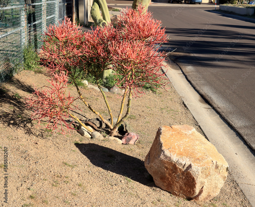 Foto de Xeriscaped residential road shoulder with drought tolerant ...