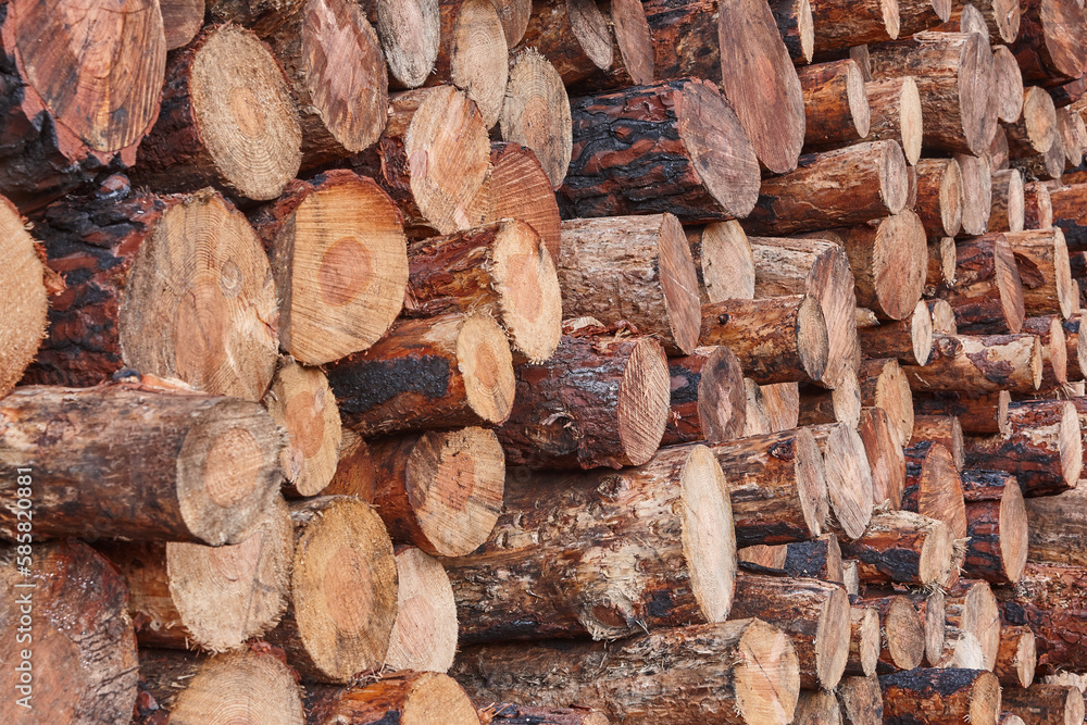 Stacked freshly cut logs. Natural pine wood. Deforestation. Timber ...