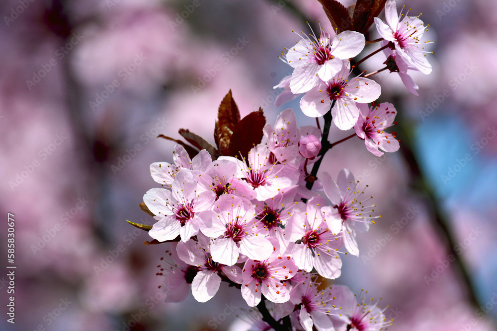 Cherry blossoms are symbolic of spring. Beautiful sakura. Cherry ...