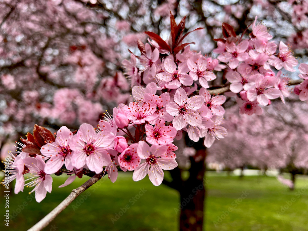 Cherry blossoms are symbolic of spring. Beautiful sakura. Cherry ...