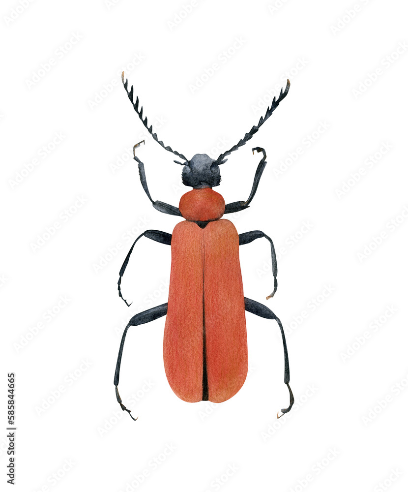 Cardinal beetle illustration isolated. Hand-drawn watercolor red bug ...